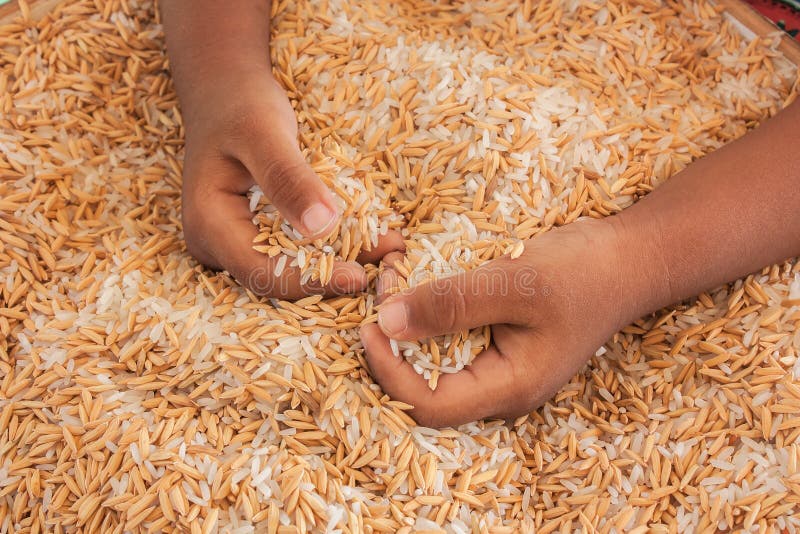 Handboy holding rice stock image. Image of environment - 59498641