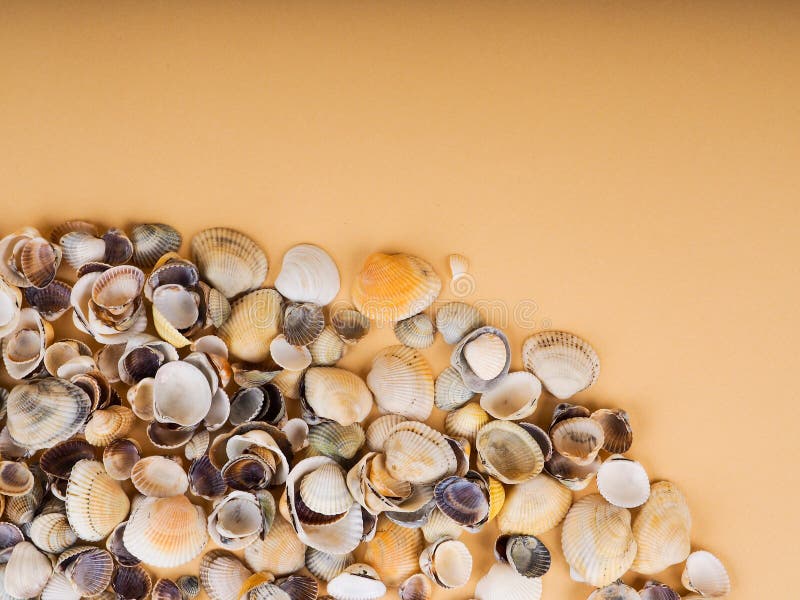 Shells of Many Types and Sizes on the Beach Stock Photo - Image of ...