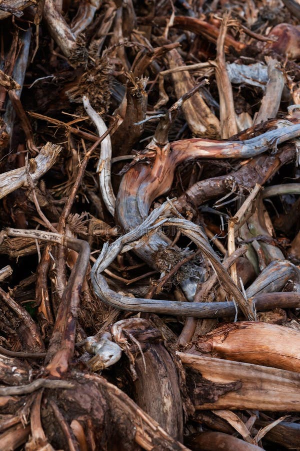 Handcrafted Background of Old Tree Roots and Branches, Abstract Nature ...