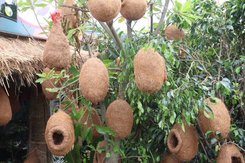 Handcrafted Bird Nest on Shop Stock Photo - Image of park, tree: 285690688