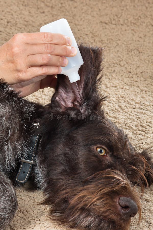 Handen Die Het Oor Van Hond Wassen Stock Foto - Image of spoelen ...