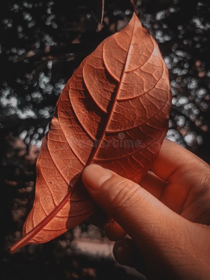 Handeuleum Leaves or Graptophyllum Pictum are Leaves that Can Treat ...