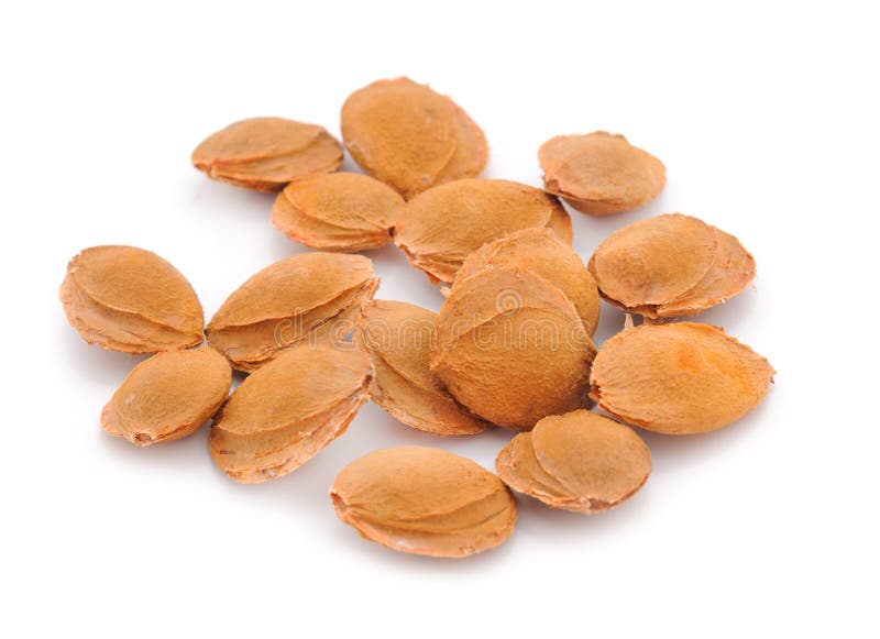 Handful of apricot pits stock photo. Image of isolated - 260729806