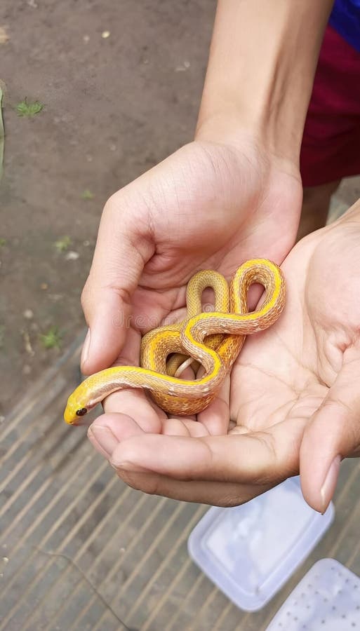 A Handful of Beautiful Yellow Snake Stock Photo - Image of yellow ...