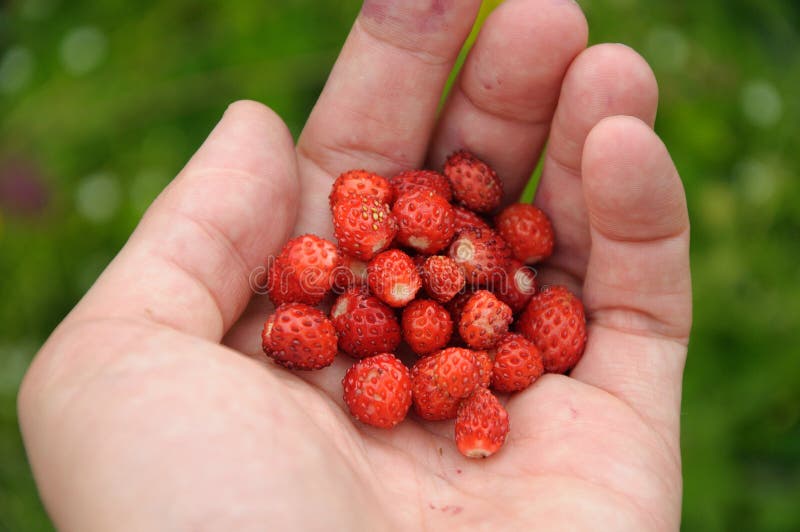 Handful of Big Ripe Strawberry Stock Photo - Image of hold, ripe: 39064538