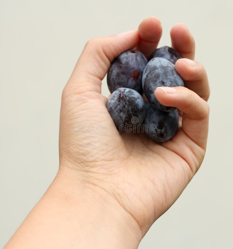 Handful of blue plums stock photo. Image of blue, summer - 155030182