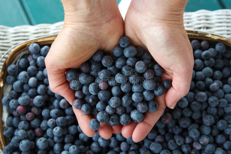 Handful of Blueberries stock photo. Image of berry, nature - 2729578