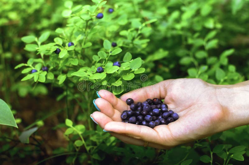 A Handful of Blueberries in the Hands Stock Photo - Image of handful ...