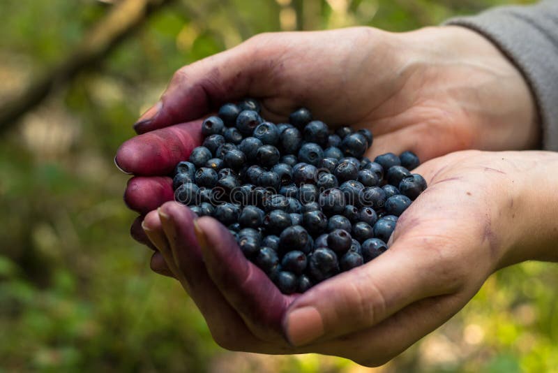 A Handful of Blueberries in the Hands of a Girl. Stock Photo - Image of ...