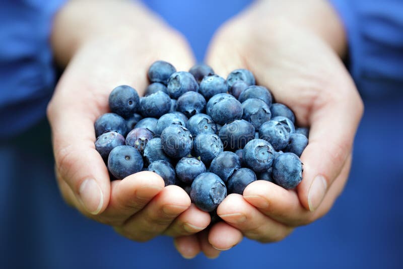 Handful of blueberries stock photo. Image of fruits, horizontal - 40663538