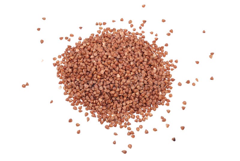 Buck isolated stock photo. Image of fall, animal, points - 4995982