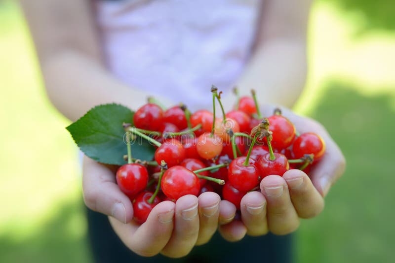 Handful of cherries stock image. Image of fruit, garden - 117286015