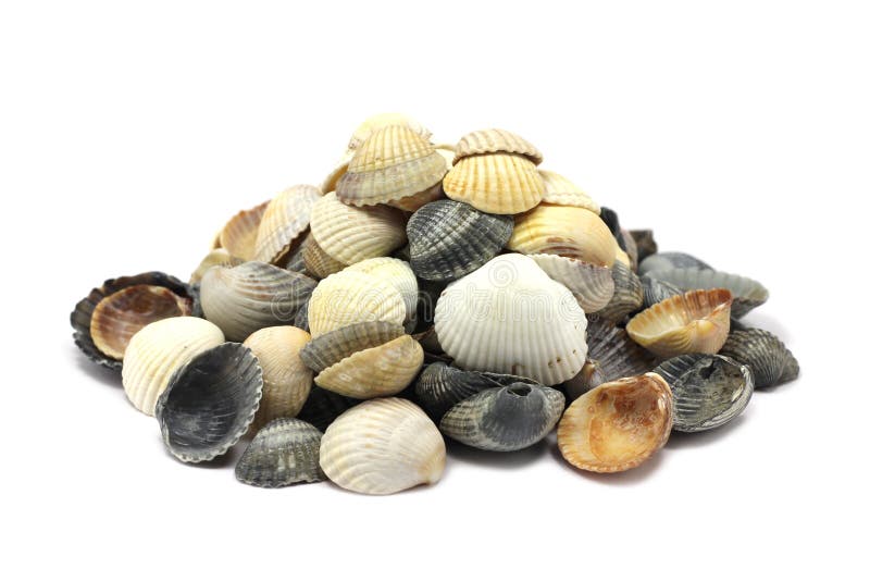 Handful of Seashells - Fiji - South Pacific Stock Image - Image of ...