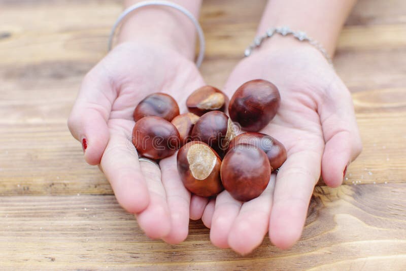 Handful of Conkers with Slight Added Vignette Stock Photo - Image of ...