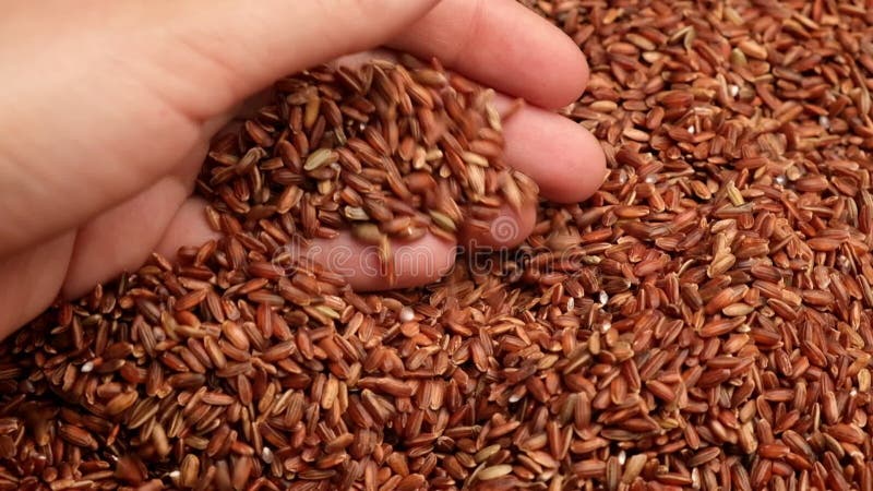 Handful of Dry Red Rice. Long Brown Rice in Human Hand. Close Up ...