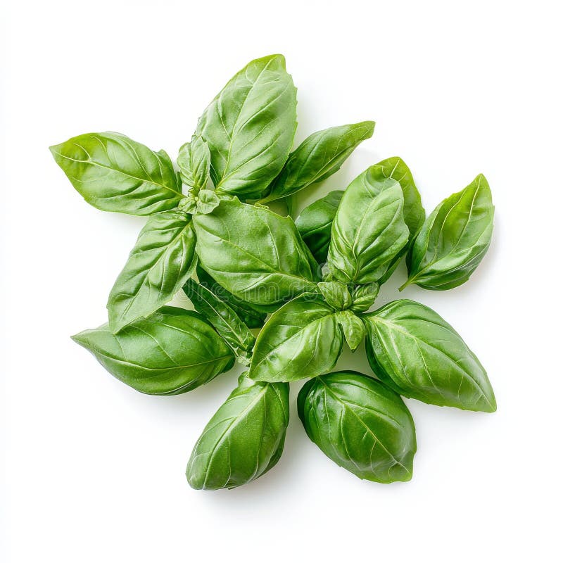 A Handful of Fresh Basil Leaves, Isolated on a White Background, Stock ...