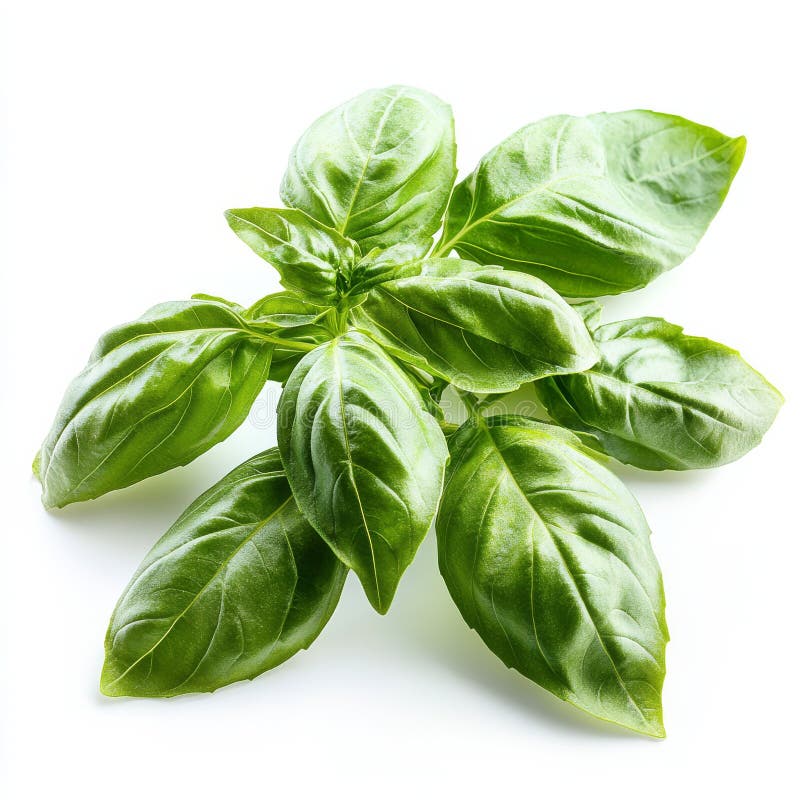 A Handful of Fresh Basil Leaves, Isolated on a White Background, Stock ...