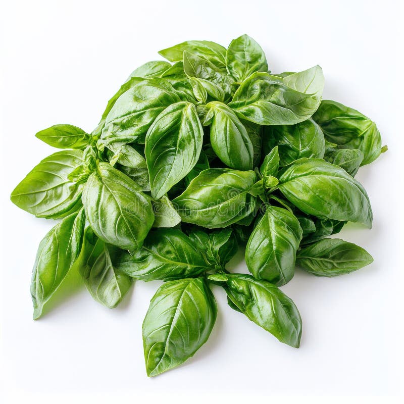 A Handful of Fresh Basil Leaves, Isolated on a White Background, Stock ...