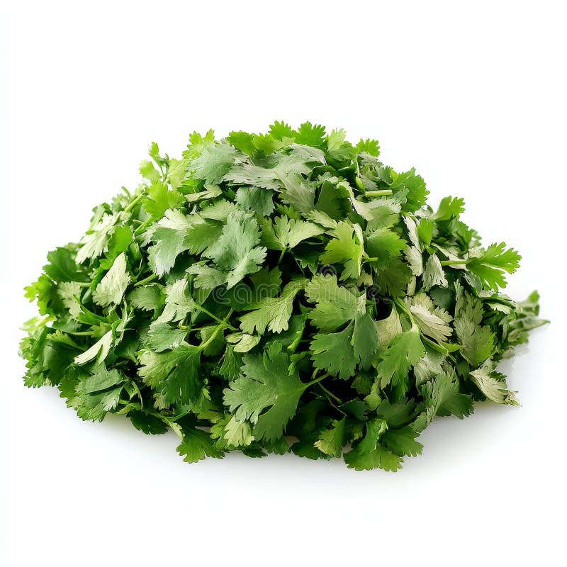 A Handful of Fresh Cilantro Leaves, Isolated on a White Background ...