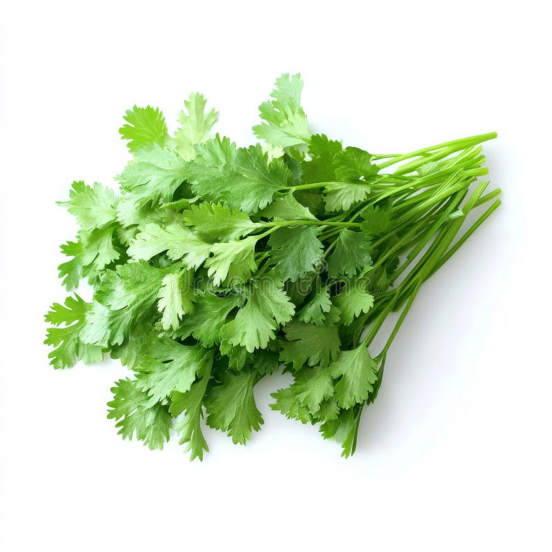 A Handful of Fresh Cilantro Leaves, Isolated on a White Background ...