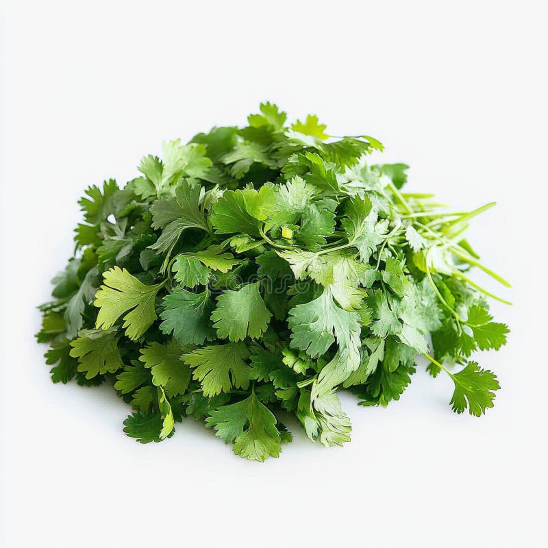 A Handful of Fresh Cilantro Leaves, Isolated on a White Background ...