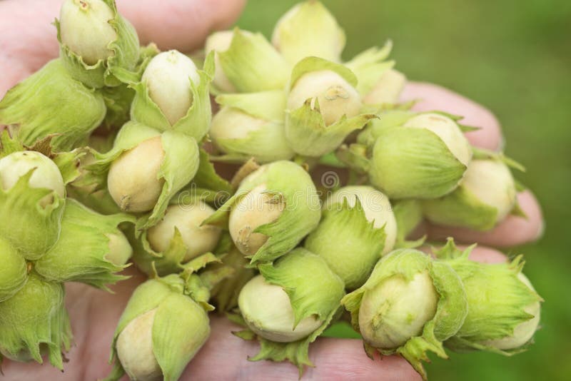 Handful of Fresh Green Hazel Nuts Stock Image - Image of outdoor, food ...