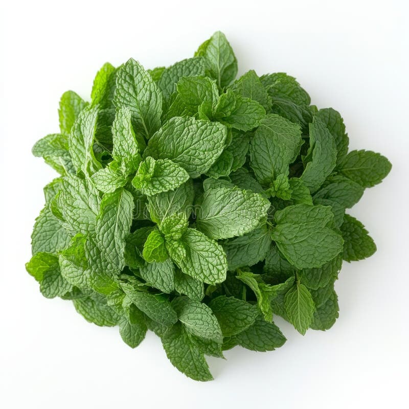 A Handful of Fresh Mint Leaves, Isolated on a White Background, Stock ...