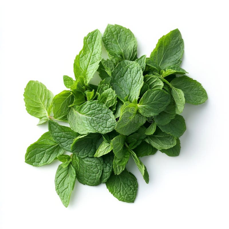 A Handful of Fresh Mint Leaves, Isolated on a White Background, Stock ...