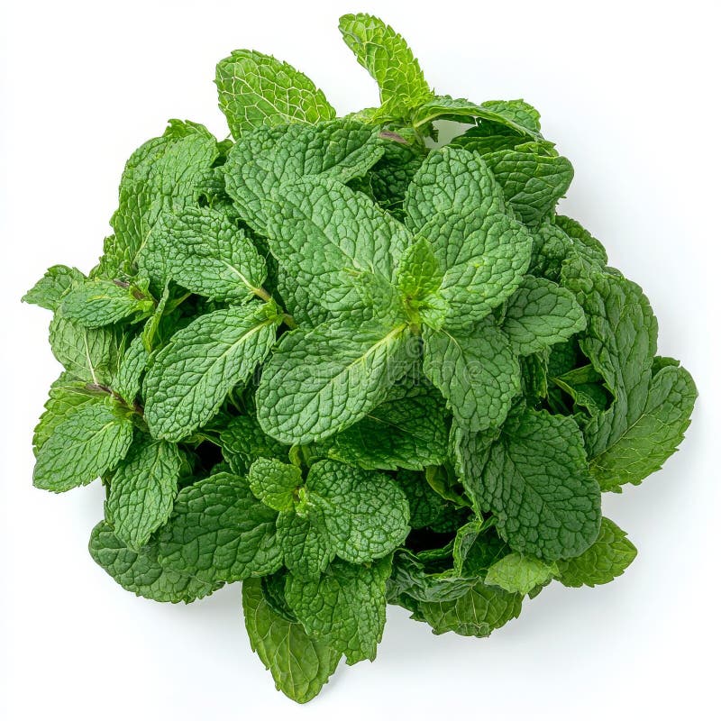 A Handful of Fresh Mint Leaves, Isolated on a White Background, Stock ...