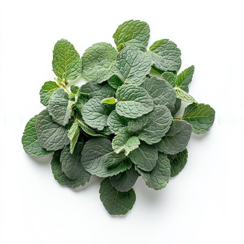 A Handful of Fresh Mint Leaves, Isolated on a White Background, Stock ...