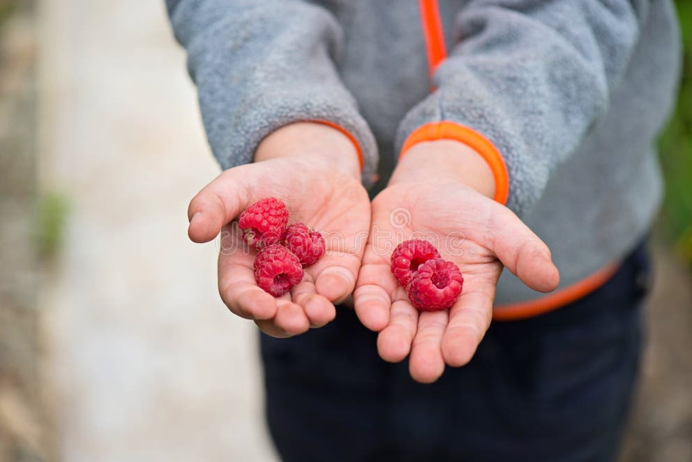 A Handful of Fresh Raspberry on a Hand Stock Photo - Image of palm ...