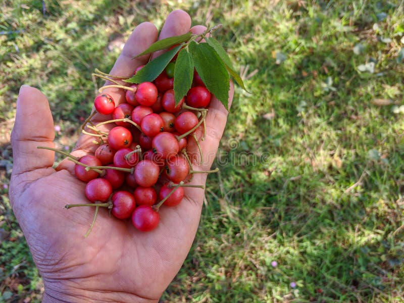 A Handful of Fresh Red Fruits Stock Image - Image of handful, cherries ...