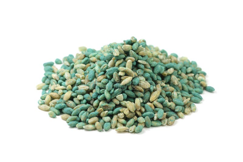 Handful of Grain Poisoning for Rodents Stock Photo - Image of poison ...
