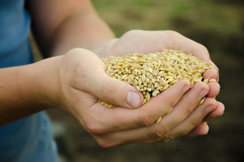 A handful of grains stock photo. Image of harvesting - 86449580