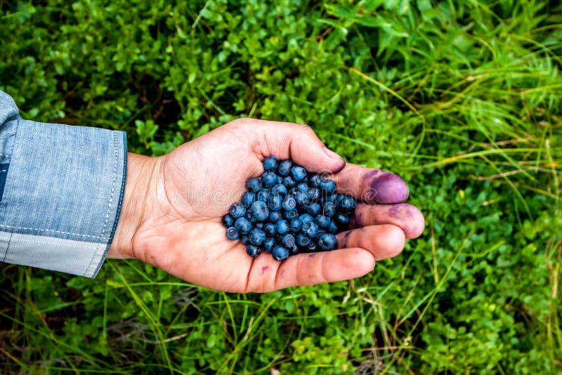 Handful of huckleberries stock image. Image of vitamin - 71048103