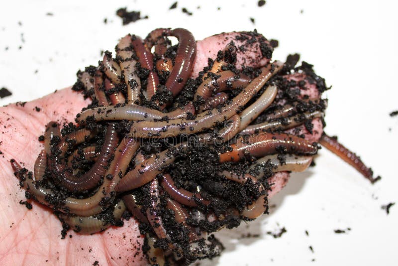 Night Crawler Worms in Open Hand Stock Image - Image of hook, early ...
