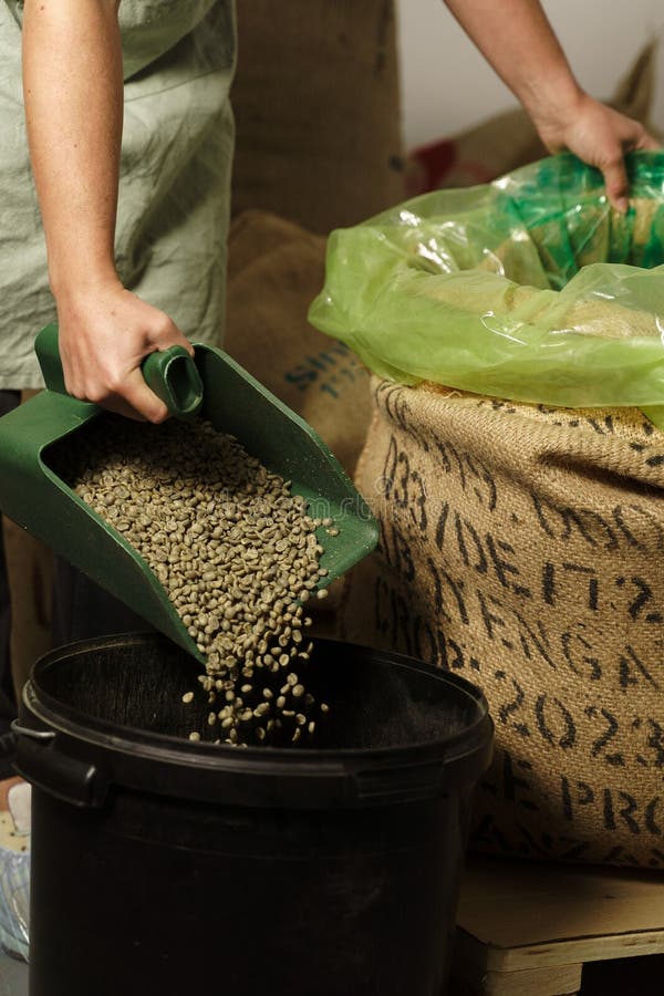 Handful Pouring Raw Coffee Beans in the Bag. Sorting Green Coffee. Raw ...