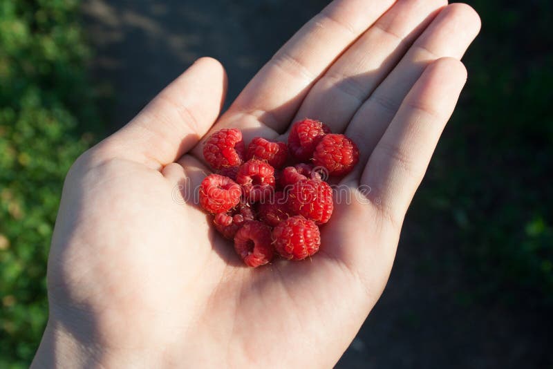 Raspberry in the Human Hand Stock Image - Image of hand, handful: 122342505