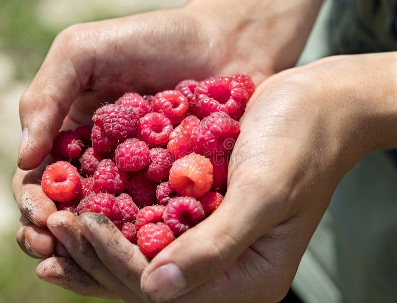 A Handful of Red Ripe Raspberries in the Hands Stock Photo - Image of ...