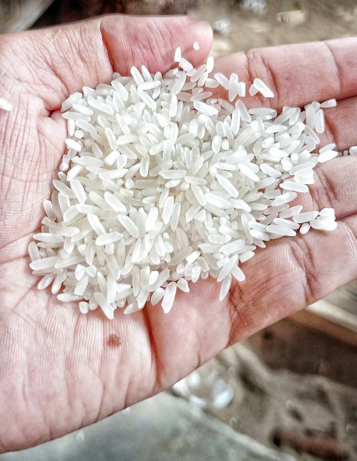 Handful of rice stock image. Image of asian, cuisine - 20373439