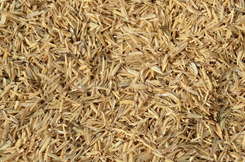 A Handful of Rice Grains with Bran Shell Stock Image - Image of product ...