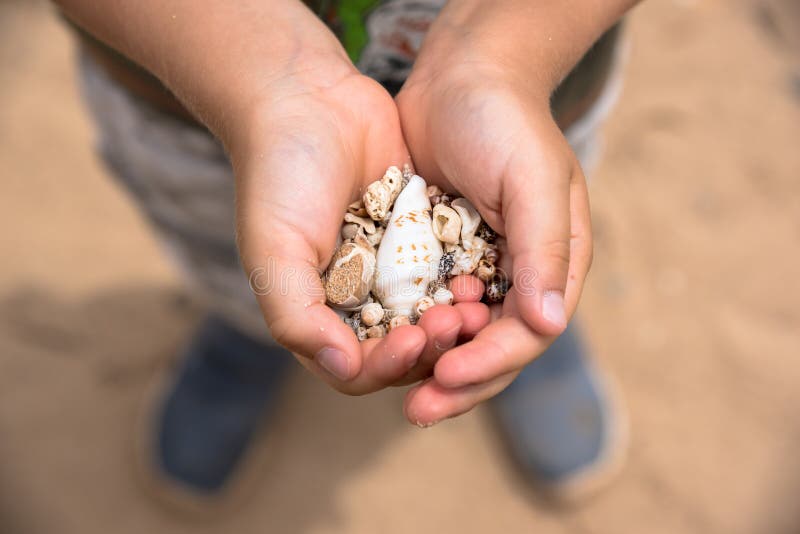 Handful of sea shells stock image. Image of seashell - 56014857