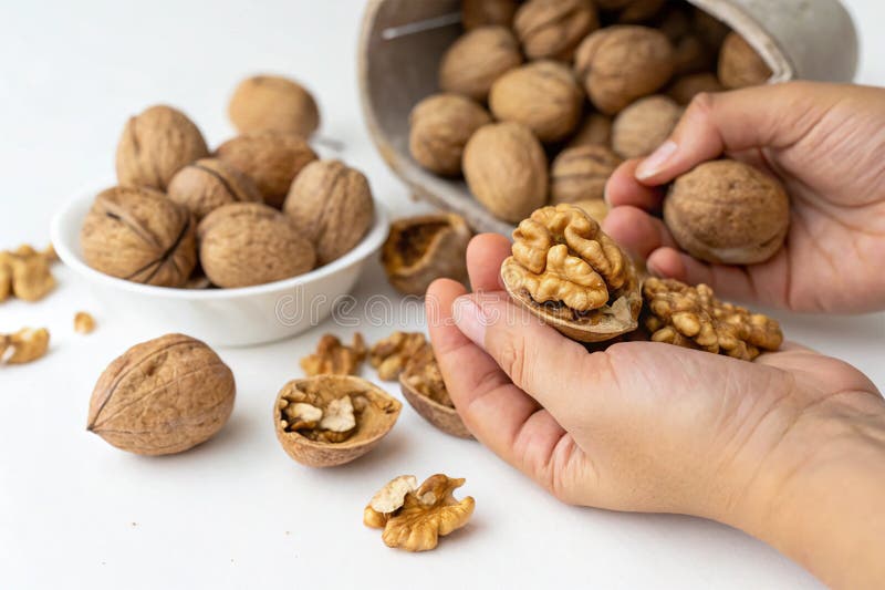 A Handful of Walnuts Isolated on White Background Stock Illustration ...