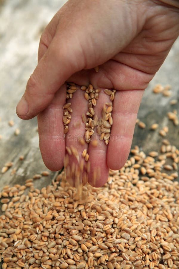 Handful of wheat stock image. Image of beige, grain, crop - 23706309