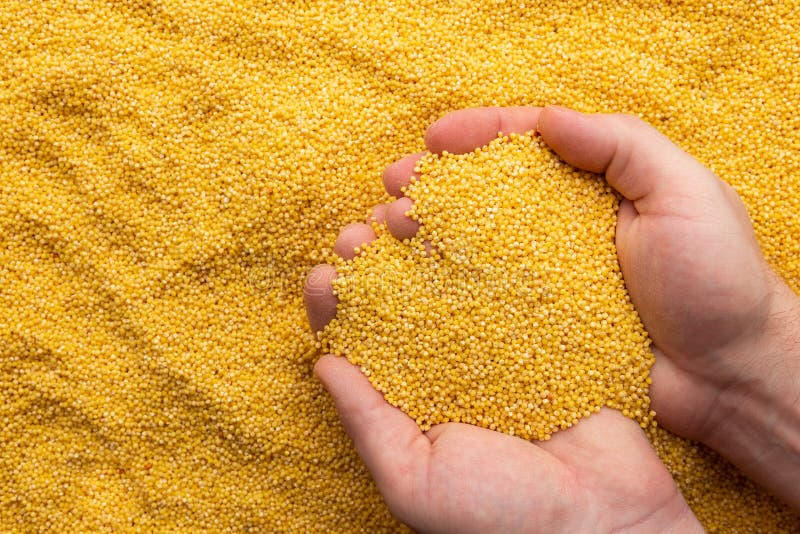 Handful of Yellow Millet Background Stock Photo - Image of cuisine ...
