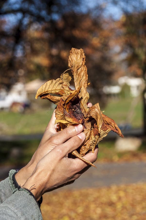 Handfull Golden Autumn Leaves Stock Photos - Free & Royalty-Free Stock ...