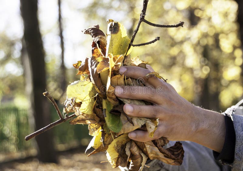Male Hands Holding Up a Bunch of Autumn Leaves Stock Photo - Image of ...