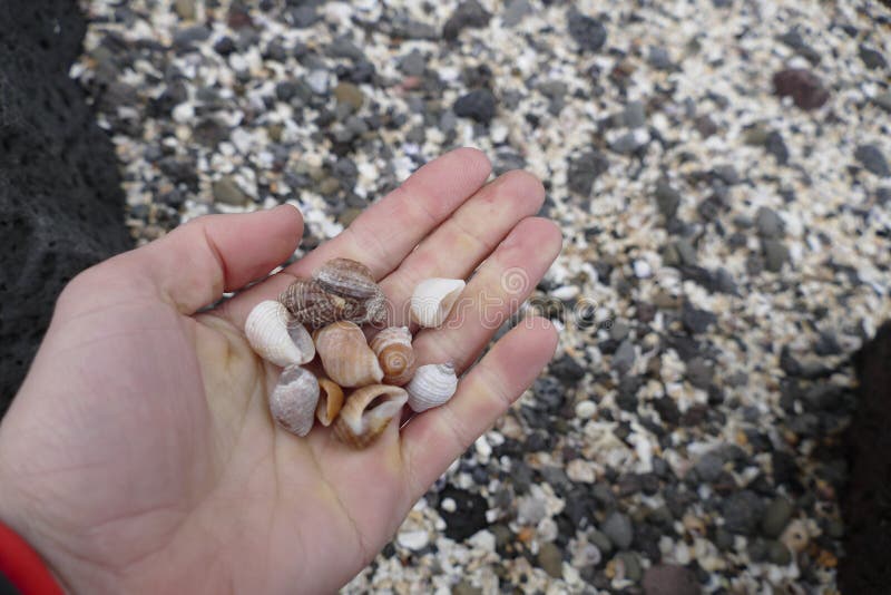 Handfull of Nice Tiny Seashells Stock Photo - Image of color, beach ...