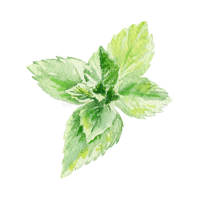 Handgemalte Aquarellmodell Clipart Schablone Der Minze Stock Abbildung ...