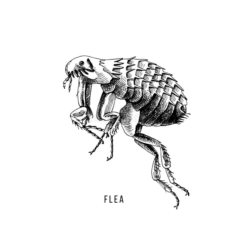 Floh Stock Illustrationen, Vektoren, & Kliparts - 6,067 Stock ...